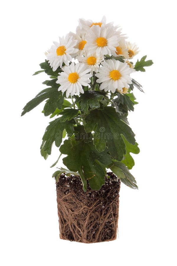 Chrysanthemum with roots stock image. Image of fragrant - 21880359