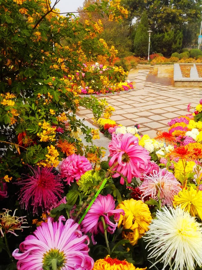 Various Chrysanthemums are in Bloom, Colourful Scene Stock Image ...