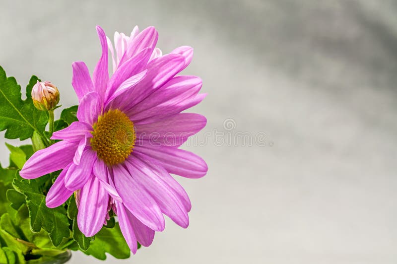 Chrysanthemum, Single Blooming Flower from Close Range on Gray Shaded ...
