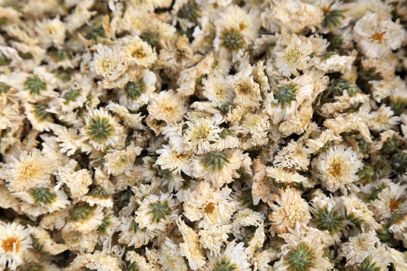 Chrysanthemum Tea, Traditional Chinese Drinks Stock Photo - Image of ...