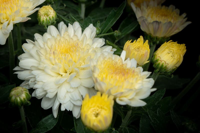 Chrysanthemum - White Asteraceae - Flower Heads Stock Photo - Image of ...