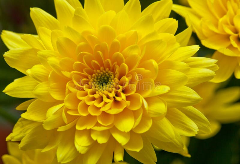 Chrysanthemum yellow stock image. Image of family, backgrounds - 39632963