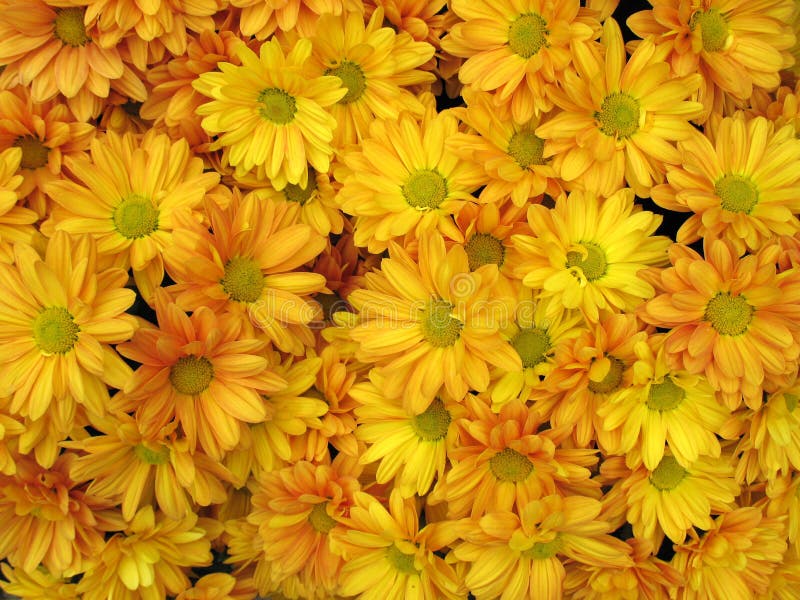 Beautiful golden fall mums stock image. Image of blossom - 3371883