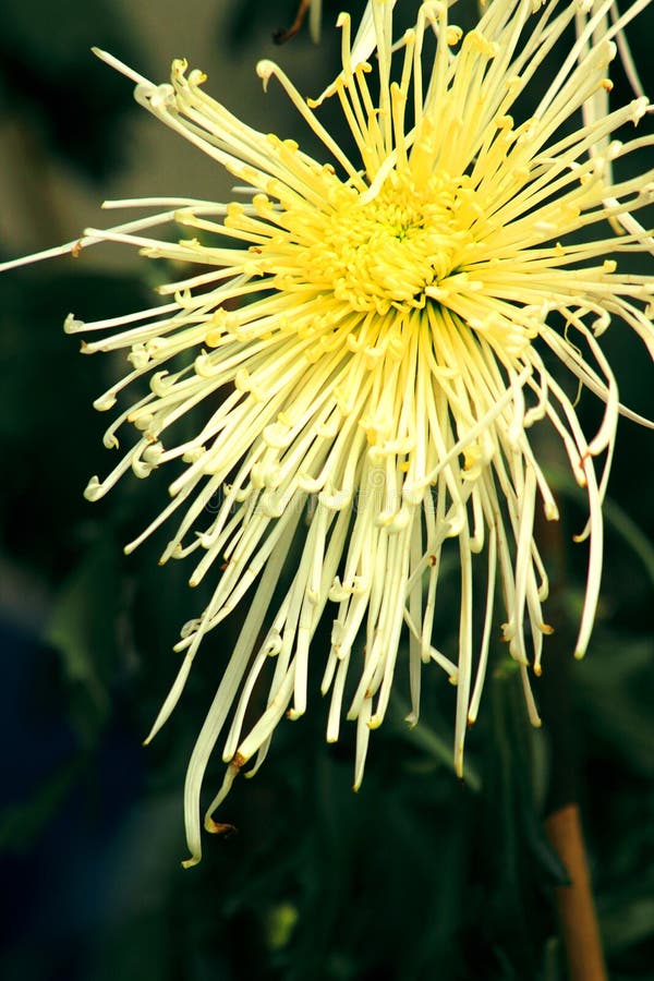Chrysanthemums blooming stock image. Image of outdoor - 46869191
