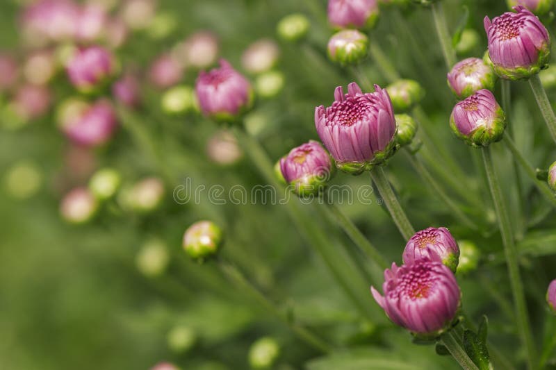 Chrysanthemums Buds stock photo. Image of plant, nature - 66422238