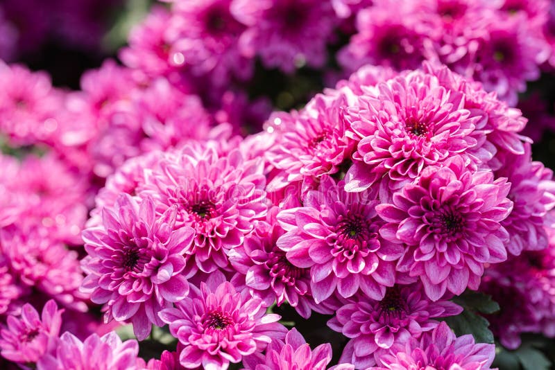 Chrysanthemums Flower in Botanical Garden Stock Image - Image of ...