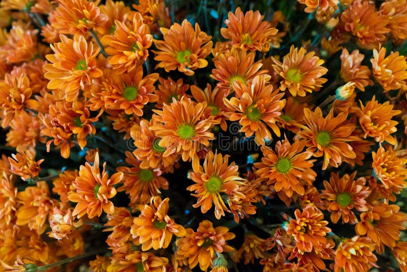 Chrysanthemums stock photo. Image of bunch, pattern, petal - 43422642