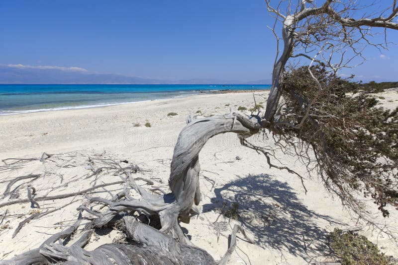 Chrysi Island Beach Near Crete. Greece Stock Image - Image of holiday ...
