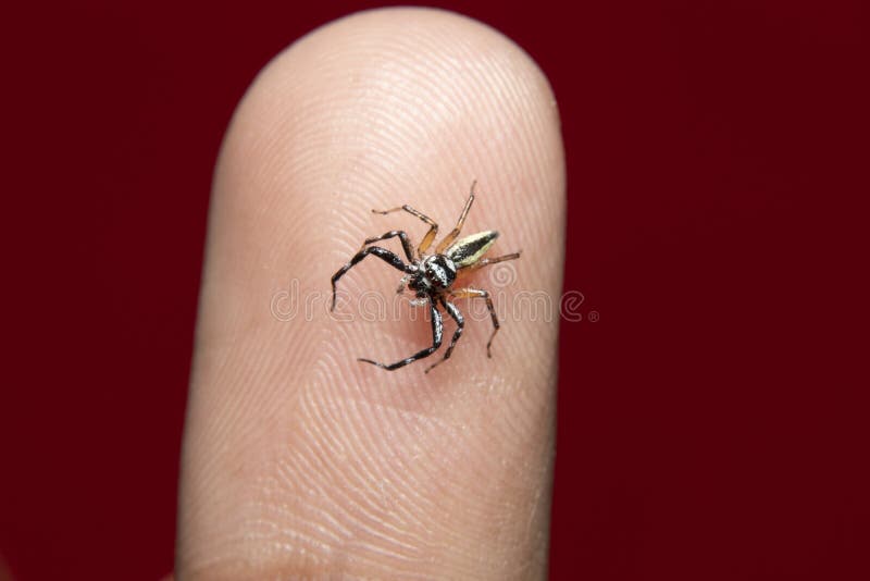Chrysilla Jesudasi on Finger Stock Photo - Image of blue, arachnoid ...