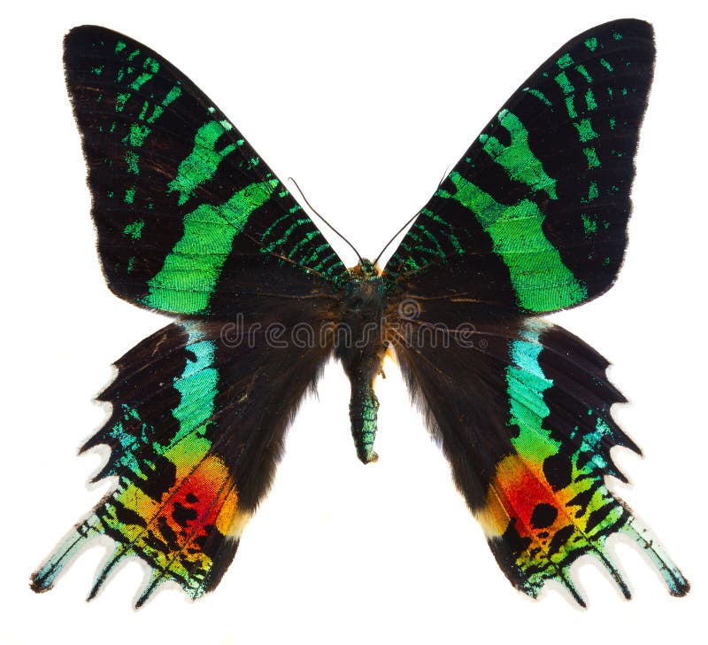Chrysiridia Rhipheus, Madagascan Sunset Moth, Beautiful Green and Black ...
