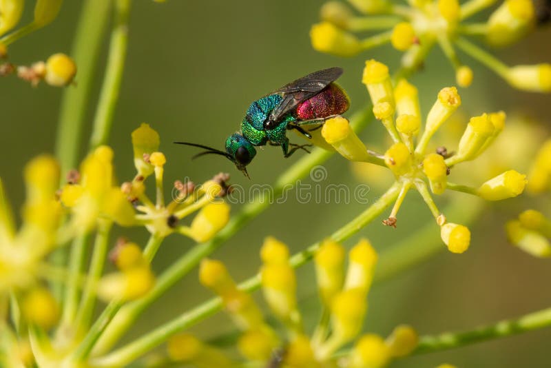 Chrysis Ignita or Ruby-tailed Wasp Stock Image - Image of yellow, gold ...