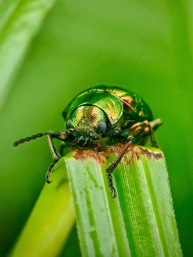 Chrysochus Auratus, More Commonly Known As the dogbane Beetle, is a leaf Beetle Stock Photo ...