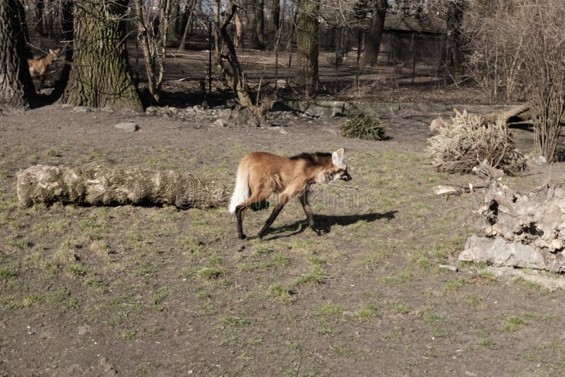 Chrysocyon Brachyurus in Captivity Stock Image - Image of dangerous ...