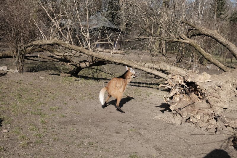 Chrysocyon Brachyurus in Captivity Stock Image - Image of wolfs ...