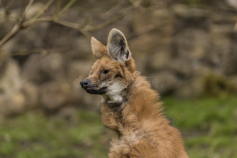 Chrysocyon Brachyurus in ZOO Decin in Winter Day Stock Photo - Image of ...