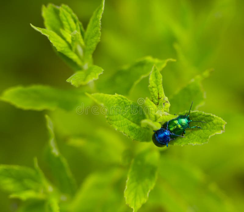 Chrysolina herbacea stock photo. Image of science, coleoptera - 23652318