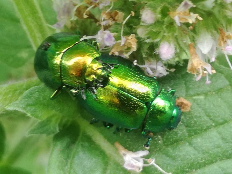 Chrysolina Herbacea stock image. Image of chrysolina - 246727863