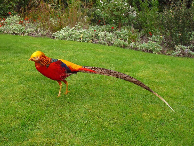 Chrysolophus Chinois Pictus De Faisan De Faisan D'or Image stock ...
