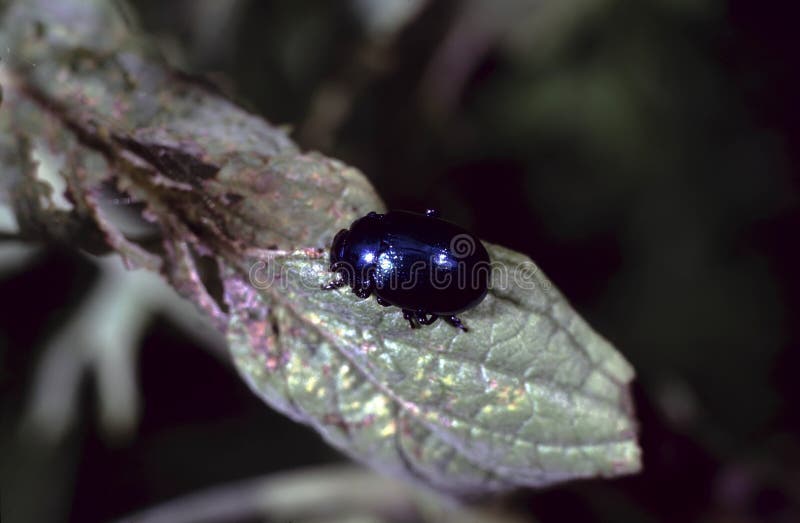 Chrysomela Coerulans Blue Mint Beetle Stock Photos - Free & Royalty ...