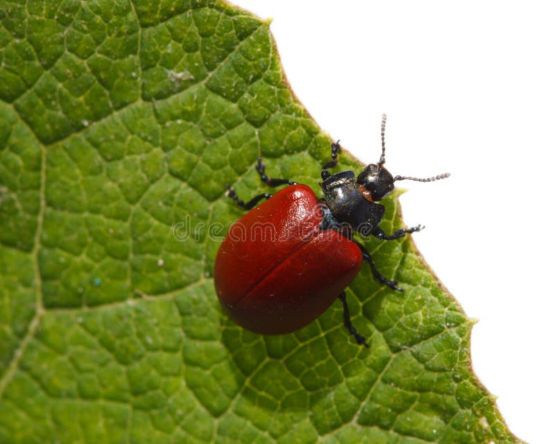 Skalbagge arkivfoto. Bild av buffoon, växt, skalbagge, grön - 233076