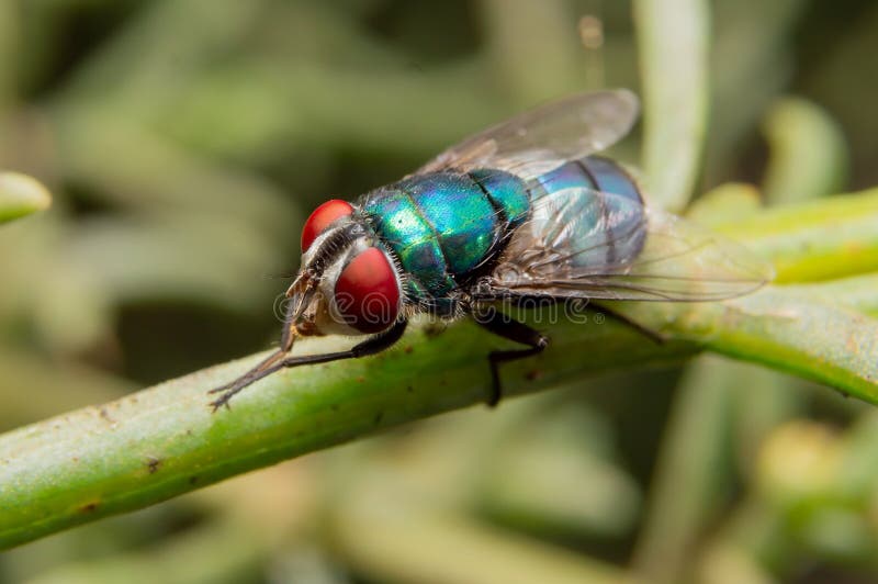 Chrysomya Megacephala, Better Known As the Oriental Latrine Fly or Blue ...