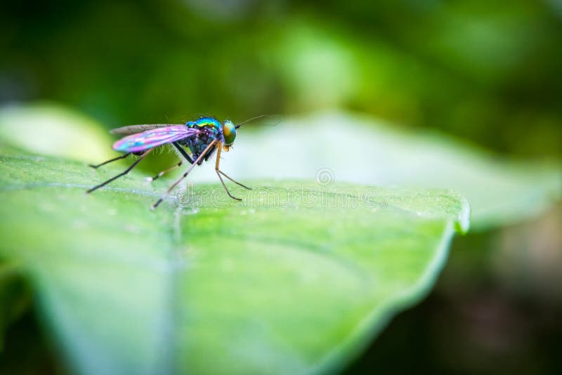 Chrysomya megacephala stock image. Image of head, chrysomya - 156490793
