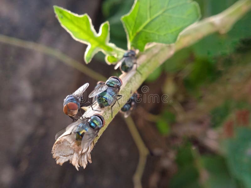 Chrysomya Megacephala or Green Fly As it is Known in Indonesia. Stock ...