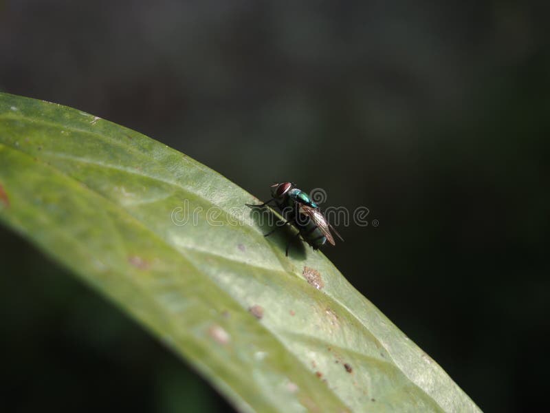 Chrysomya megacephala stock image. Image of branch, plant - 243115583