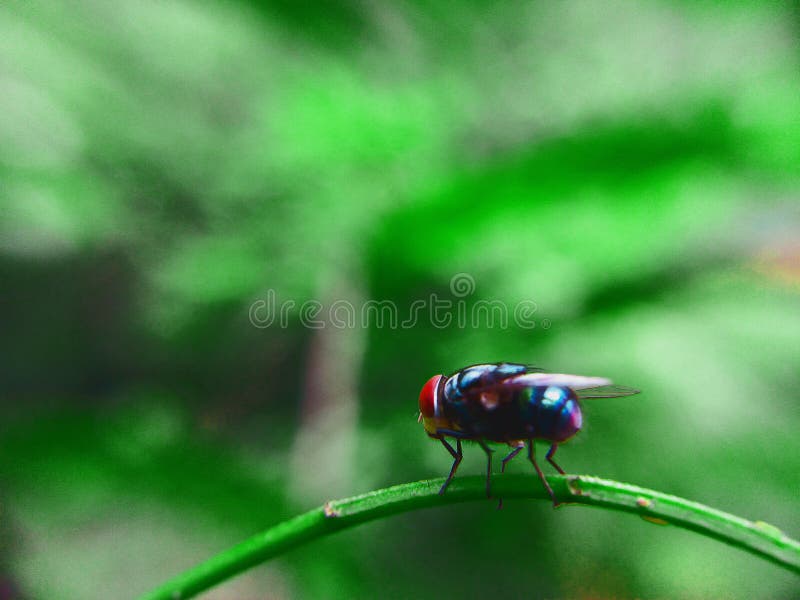 Chrysomya megacephala stock photo. Image of insect, chrysomya - 266573932