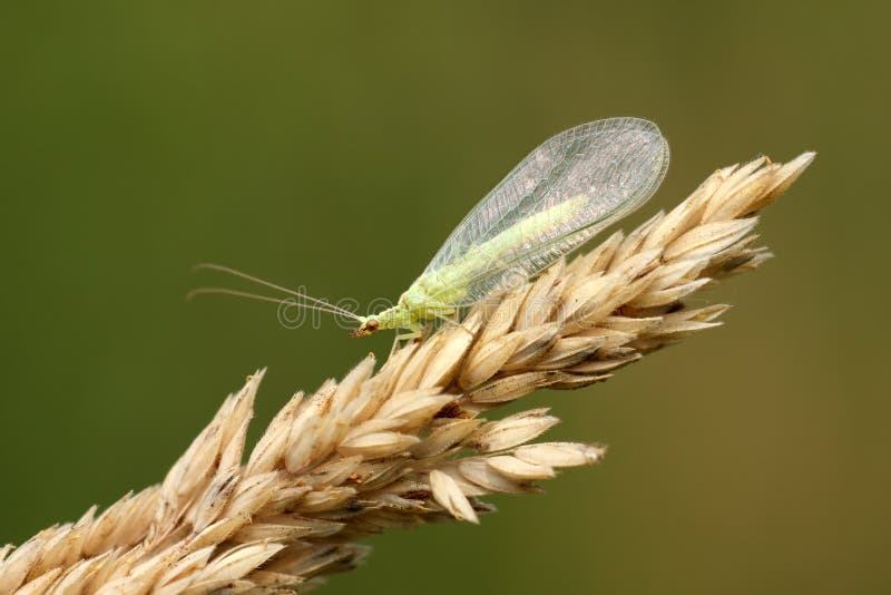 Chrysoperla carnea stock photo. Image of carnea, fauna - 14265088