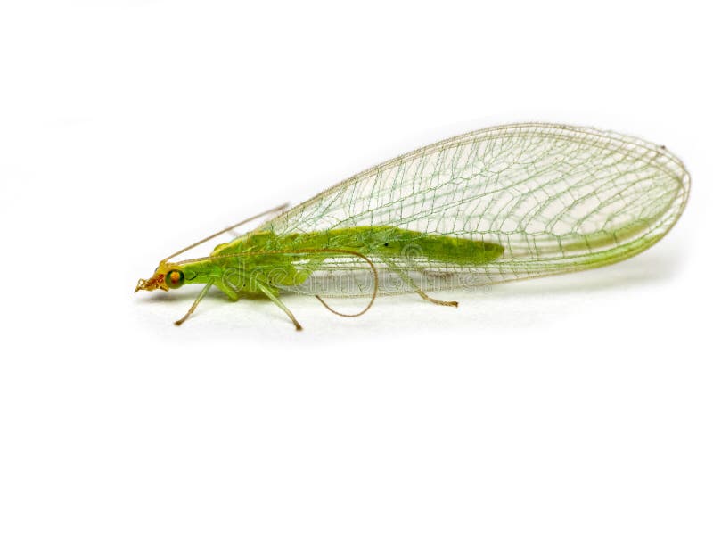 Chrysopidae-insetto Lacewing Verde Isolato Fotografia Stock - Immagine ...
