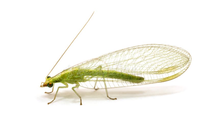 Chrysopidae