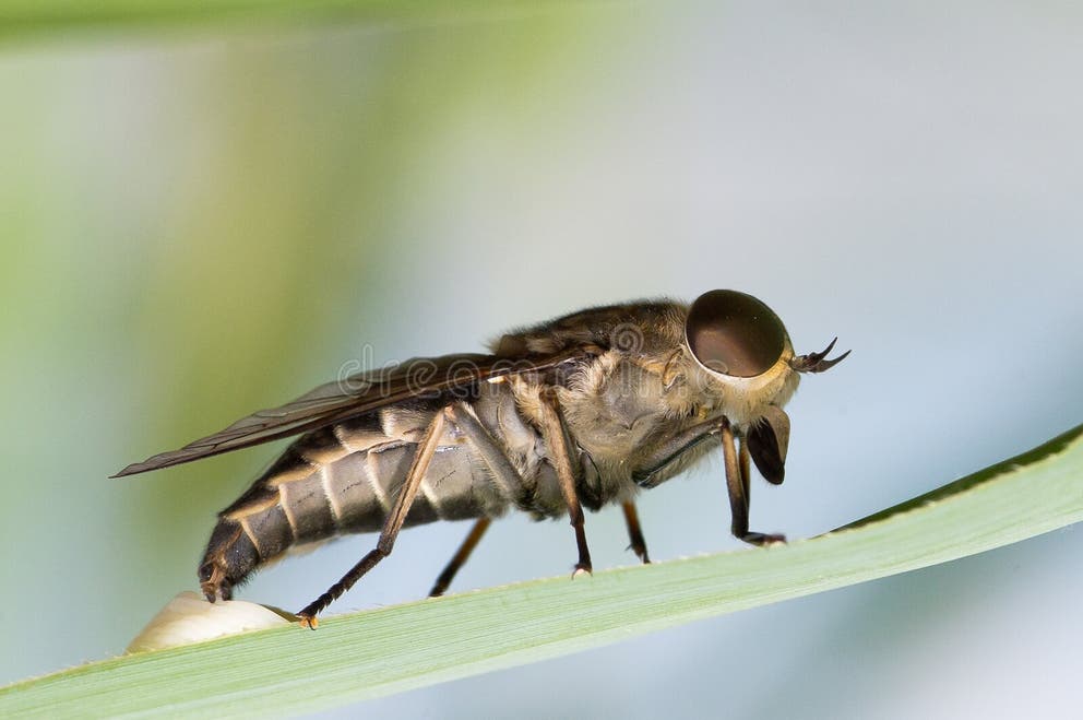 Chrysops stock image. Image of chrysops, animal, bloodsucker - 20141633