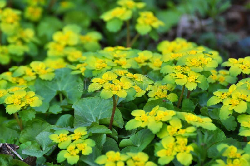 Chrysosplenium Alternifolium Blooms in Nature in Spring Stock Photo ...