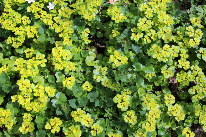 Chrysosplenium Alternifolium Blooms in Nature in Spring Stock Photo ...
