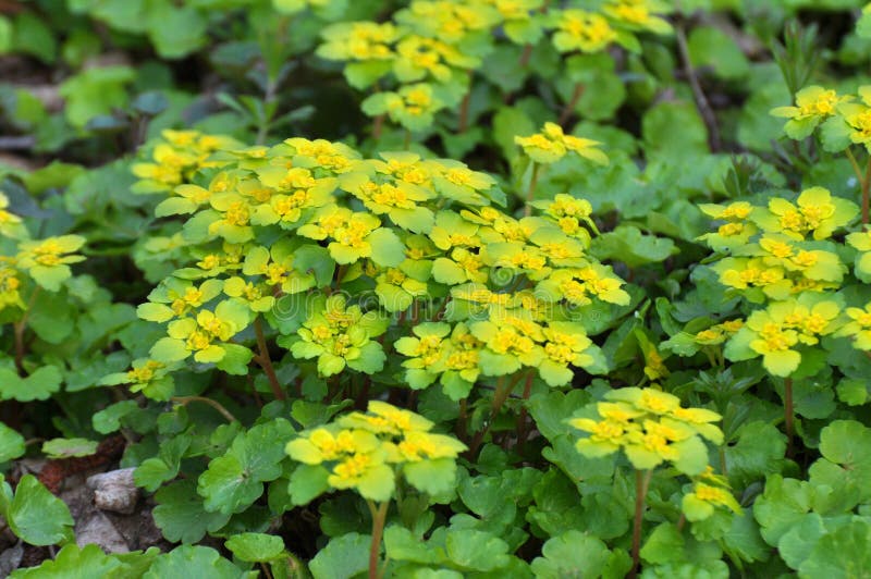 Chrysosplenium Alternifolium Blooms in Nature in Spring Stock Image ...