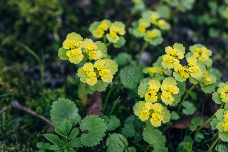 Chrysosplenium Alternifolium Blooms in the Wild in Spring Stock Photo ...