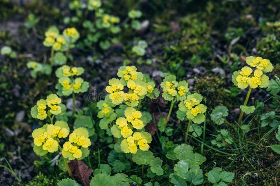 Chrysosplenium Alternifolium Blooms in the Wild in Spring Stock Image ...