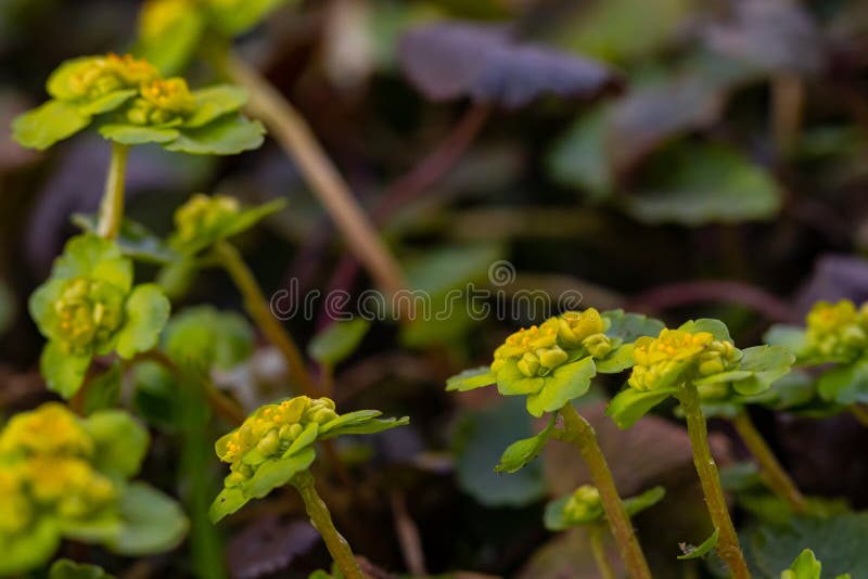 Chrysosplenium Alternifolium Plant Close Up Shoot in Forest Stock Photo ...