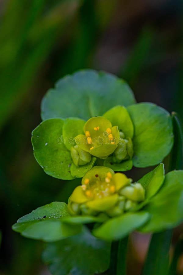 Chrysosplenium Alternifolium Plant Growing in Forest Stock Image ...