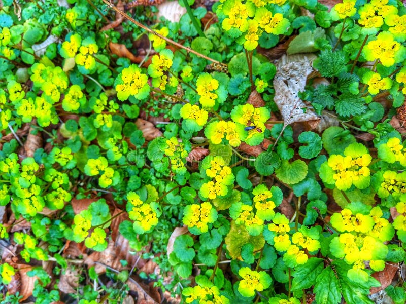 Alterni Stock Photos - Free & Royalty-Free Stock Photos from Dreamstime