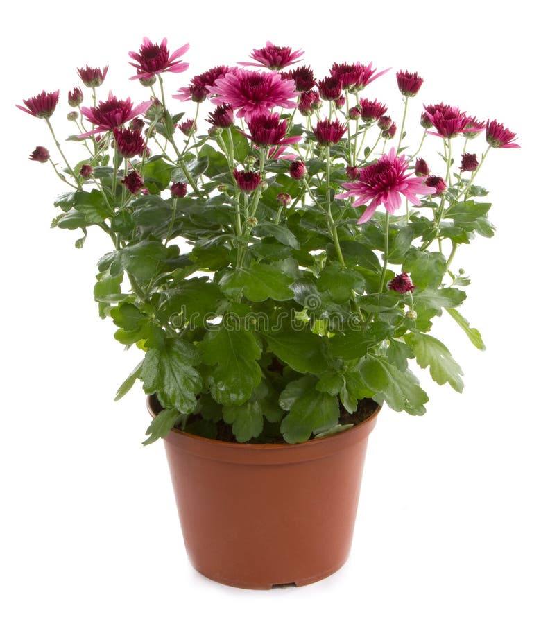 Chryzantema kwiat zdjęcie stock. Obraz złożonej z wiosna - 16816052