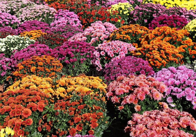 Chryzantema Tło Chryzantema Zdjęcie Stock - Obraz złożonej z outdoors ...