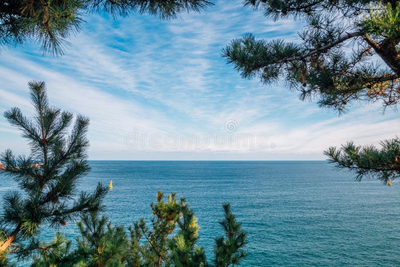 Chuam Beach and Trees in Donghae, Korea Stock Image - Image of chuam ...