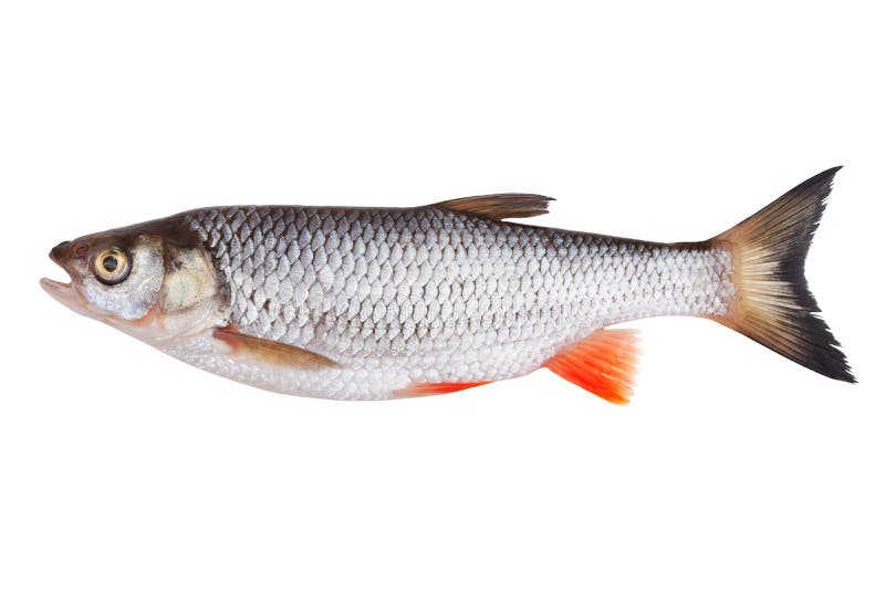 1,376 Chub Fish Stock Photos - Free & Royalty-Free Stock Photos from ...