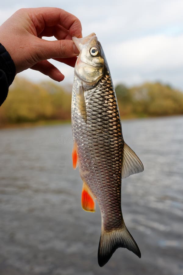 Small Chub Fish in Hand. Releasing Fish Back in Water Stock Photo ...
