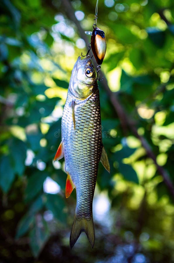 Chub caught stock photo. Image of plastic, scenic, animal - 271988534