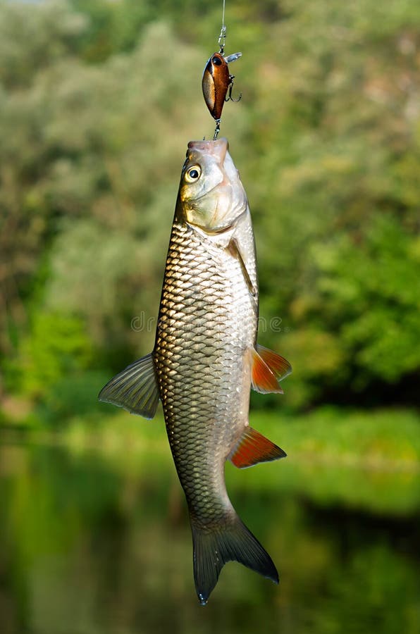 Chub stock image. Image of closeup, casting, catch, pursuit - 76479781