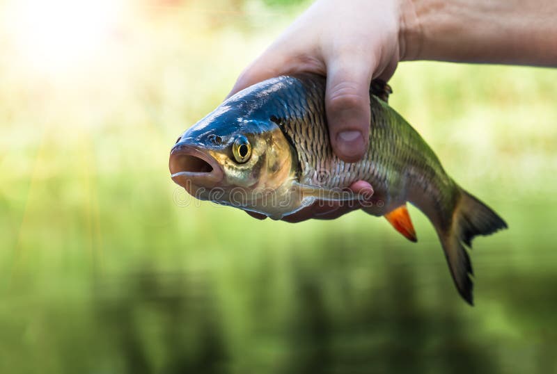 Chub Fish Close Up Caught in the River on Summer. Stock Photo - Image ...