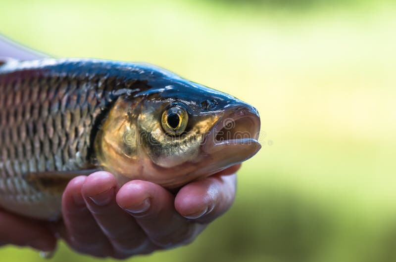 Chub Fish Close Up Caught in the River on Summer. Stock Photo - Image ...